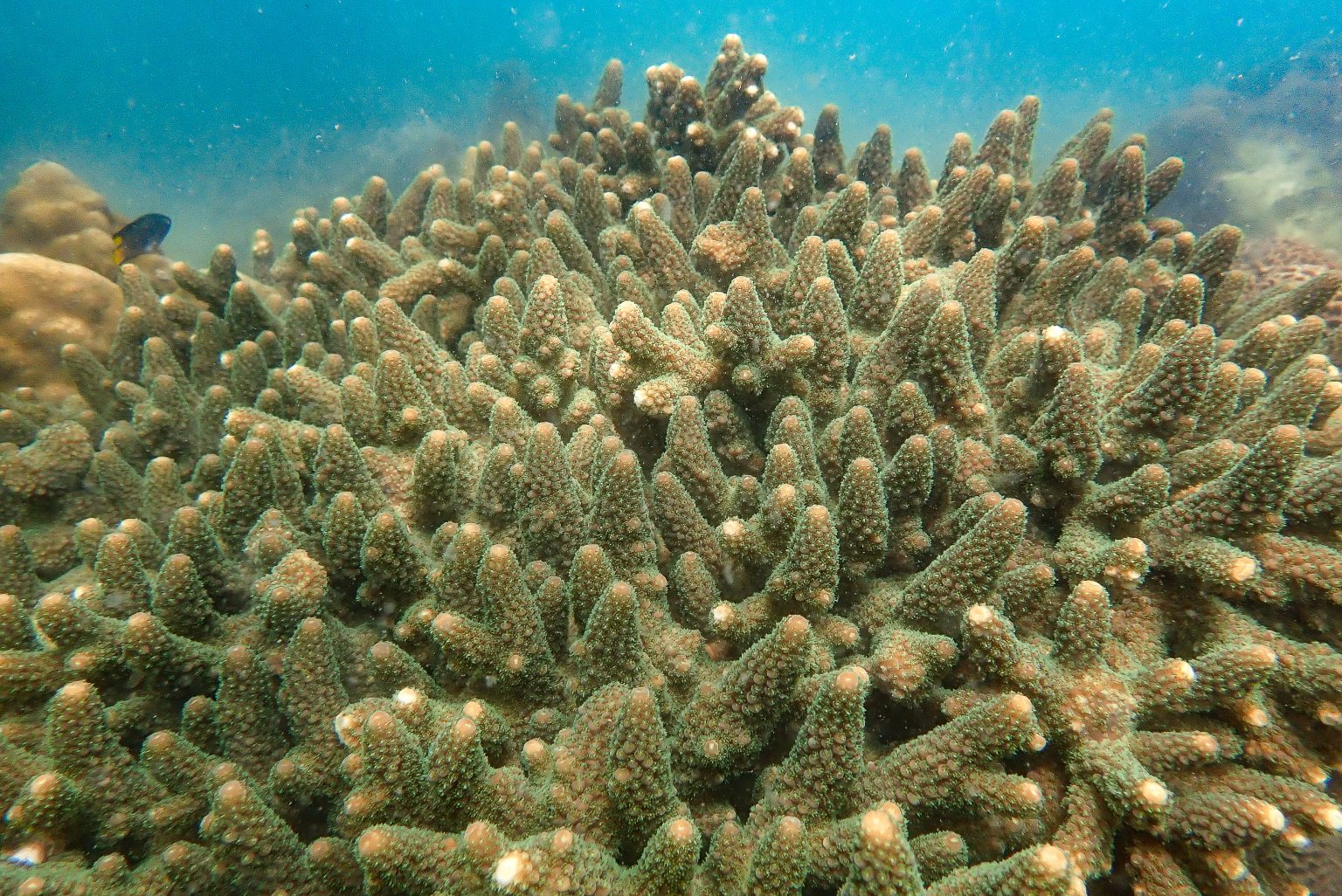 About Corals – Reviving Our Corals