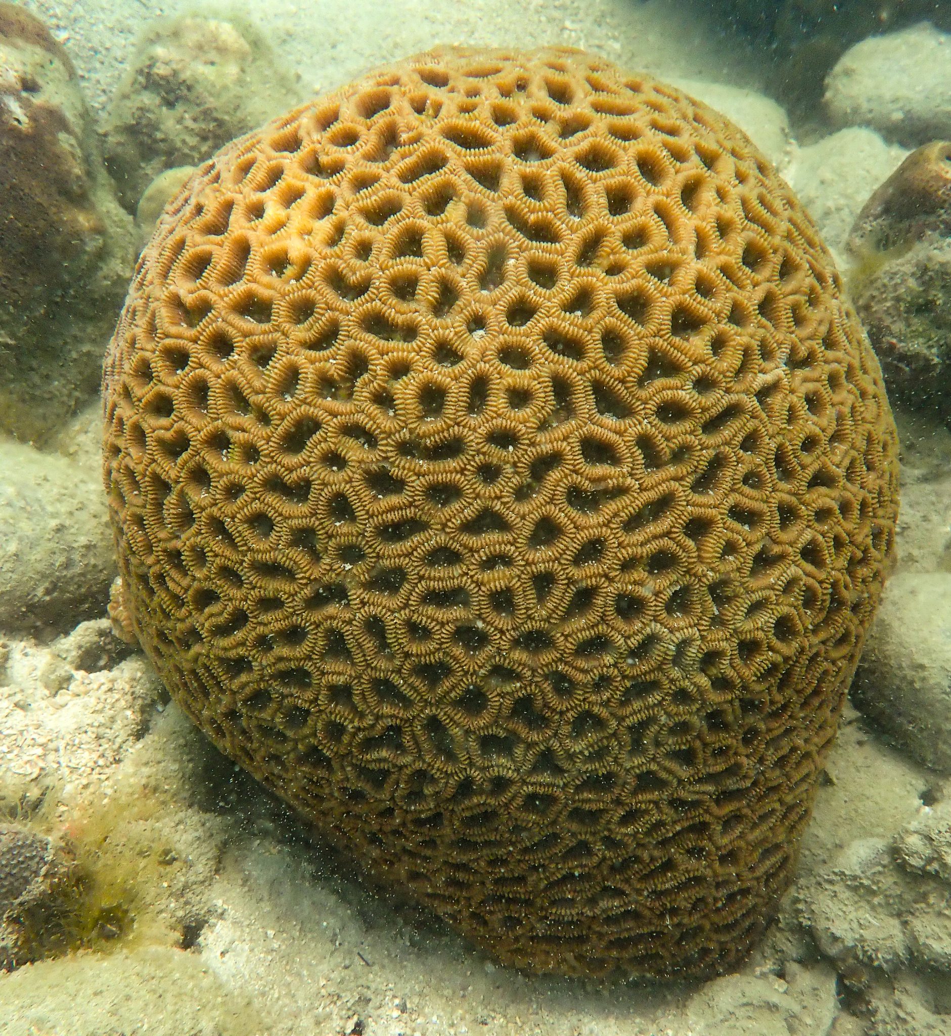 About Corals – Reviving Our Corals