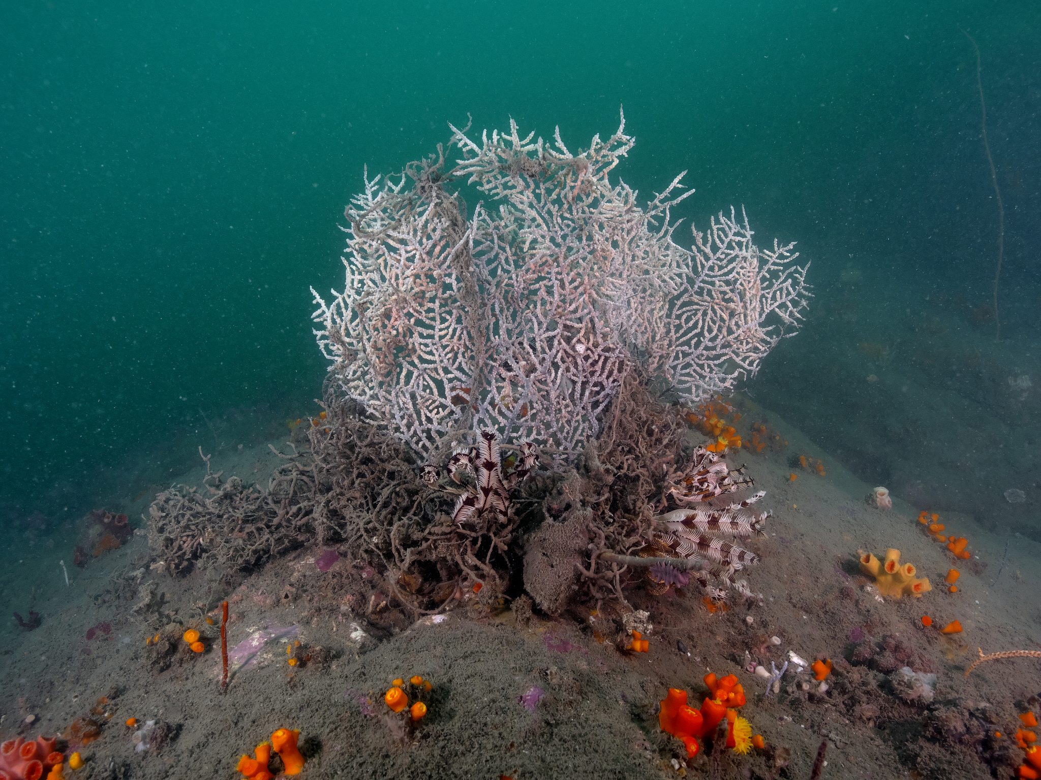 Our Conservation Effort – Reviving Our Corals