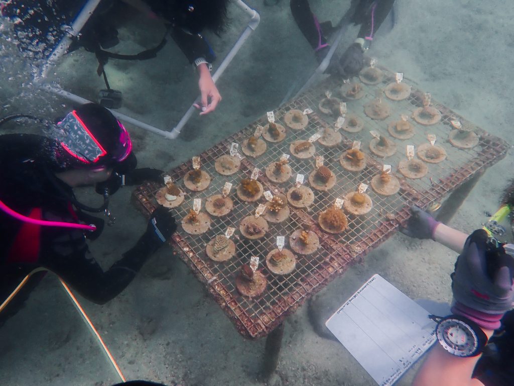 Our Conservation Effort – Reviving Our Corals