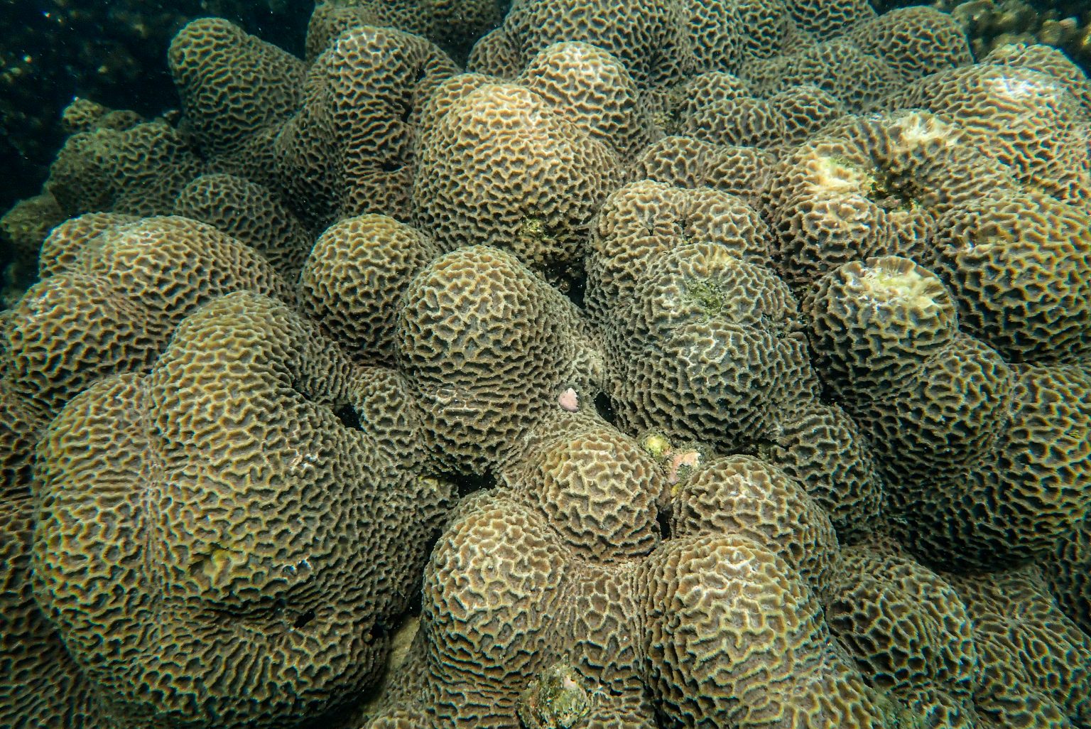 About Corals – Reviving Our Corals