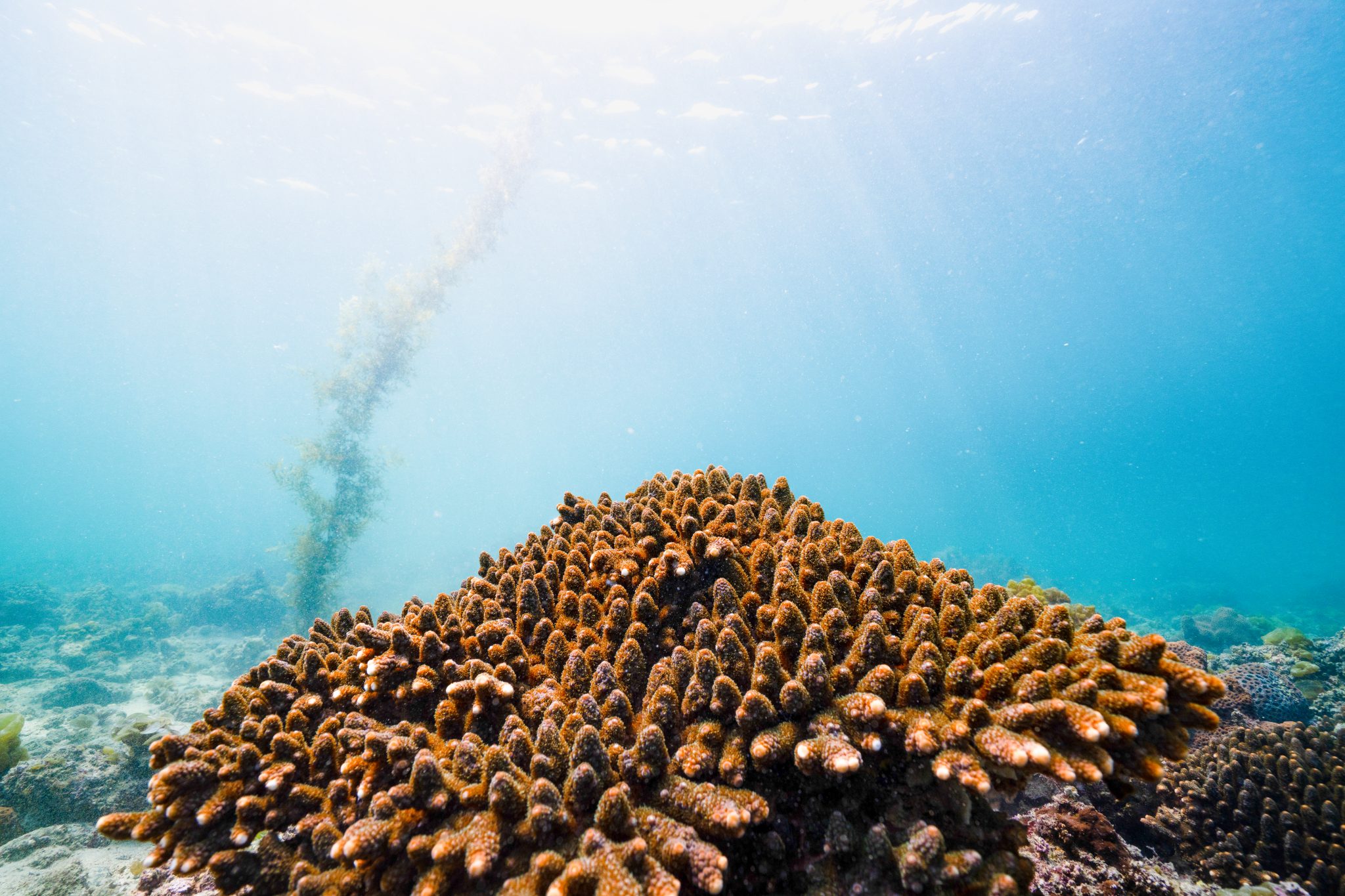 About Corals – Reviving Our Corals