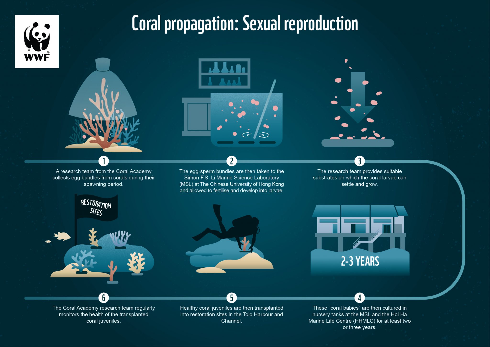 Coral Restoration – Reviving Our Corals
