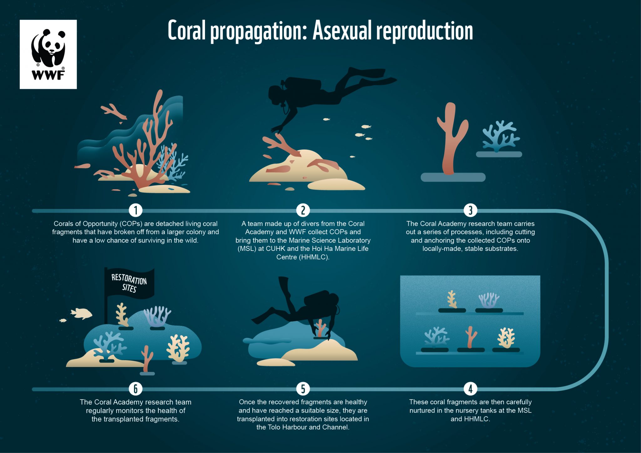 Coral Restoration – Reviving Our Corals